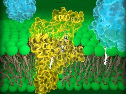 First 3-D structure of DHHC enzymes reported