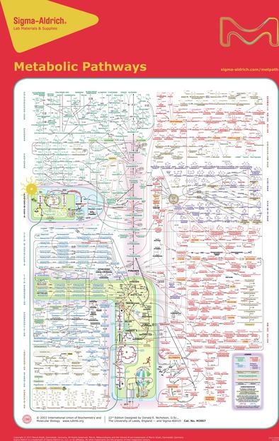 Metabolic Pathways Wall Chart - Roche Biochemical Pathways Wall Chart ...