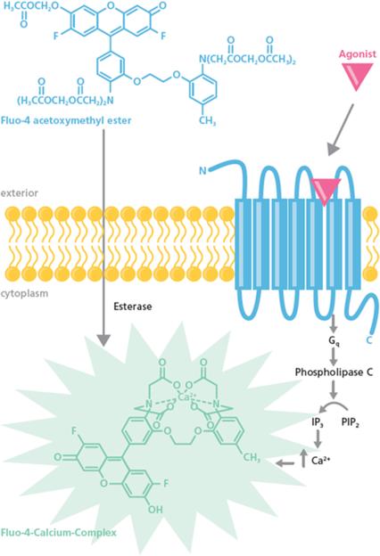 Screening of GPCR-antagonists using the calcium mobilisation assay ...