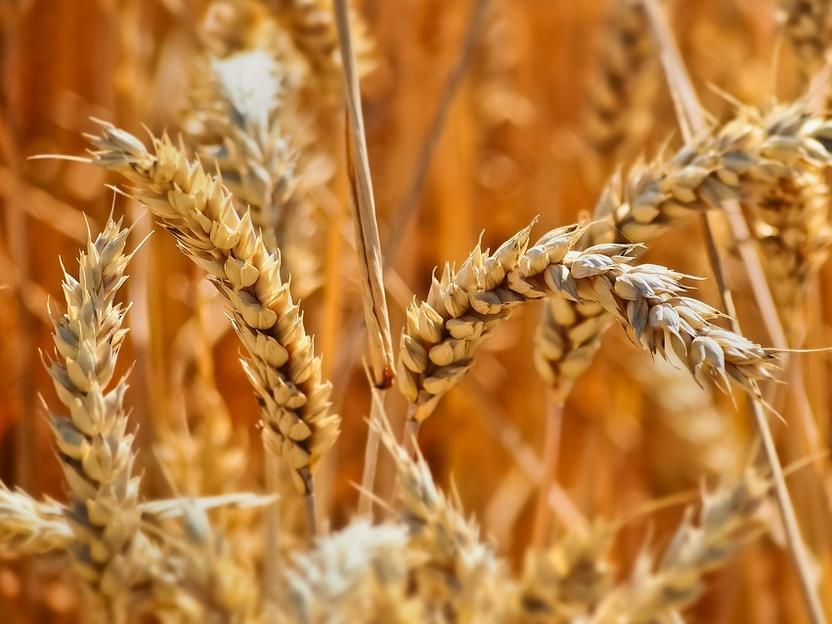 Erbgut des Brotweizens vollständig kartiert