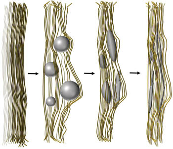 Skeletal imitation reveals how bones grow atom-by-atom