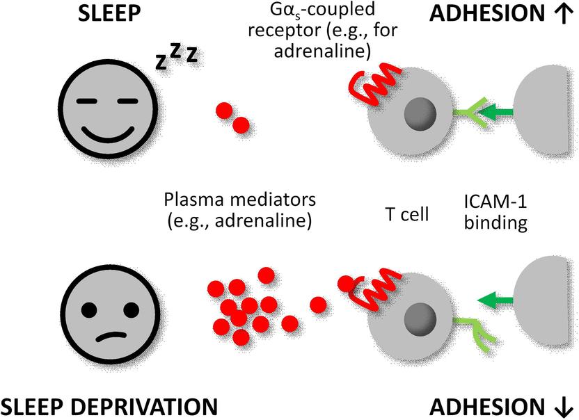 How sleep strengthens the immune system