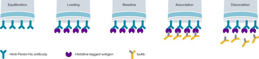 Now ready - Easy Bispecific Antibody Evaluation - - Analyze specific ...