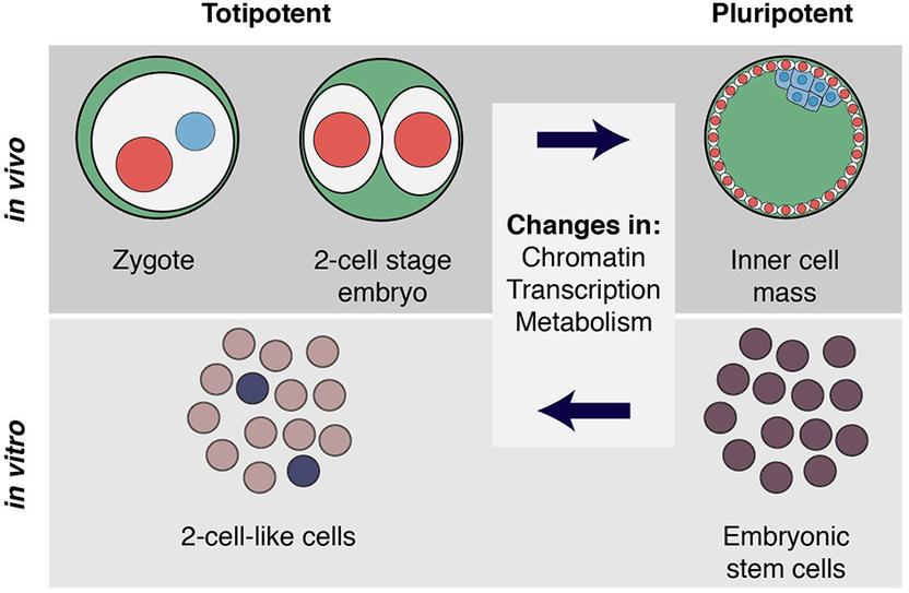 Unlimited potential: New ways to generate totipotent-like cells