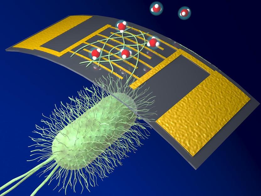 A new, highly sensitive chemical sensor uses protein nanowires