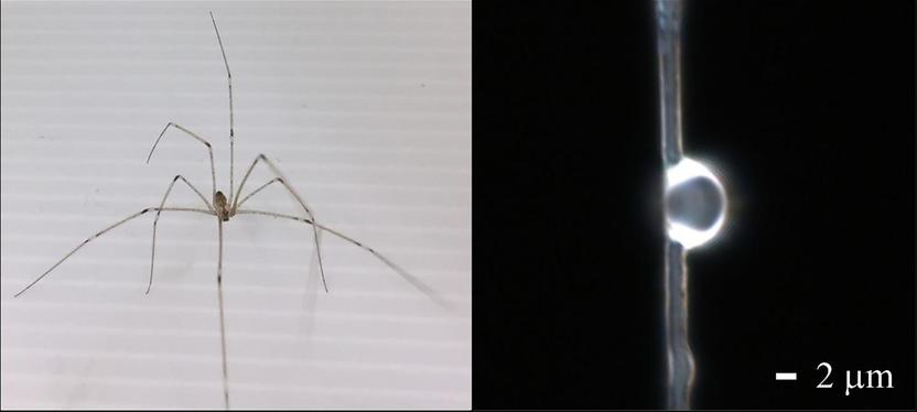 Spinnenseide die für die biologische Bildgebung?