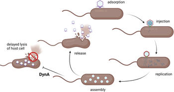 Last line of defense: How bacterial populations are protected against ...