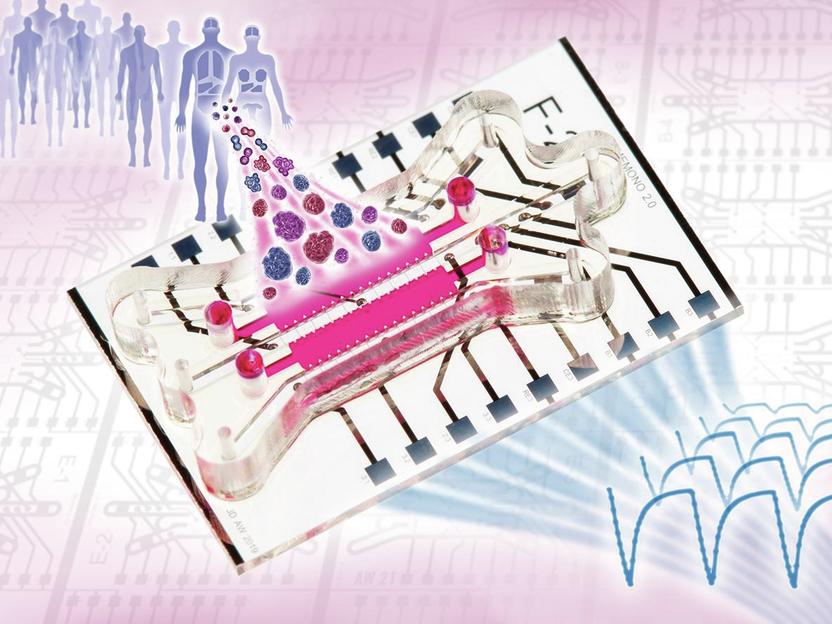 3D tissue structures on the chip act as organs in miniature