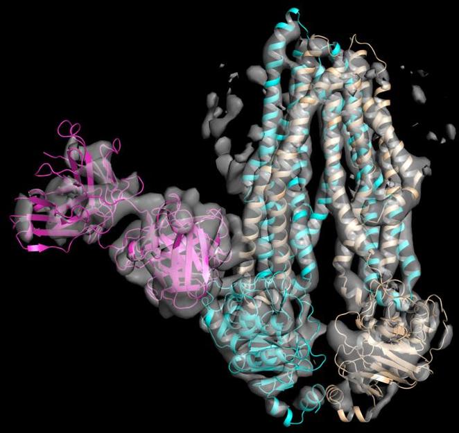 How cells defend themselves against antibiotics and cytostatic agents