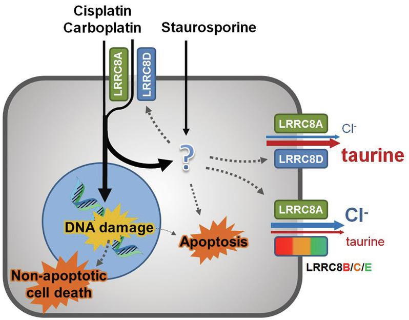 Aufnahmemechanismus für Zytostatika entdeckt