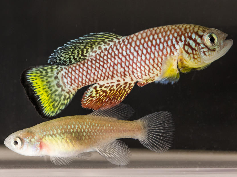 Fast Aging and Time Machine: Genome of the Turquoise killifish sequenced