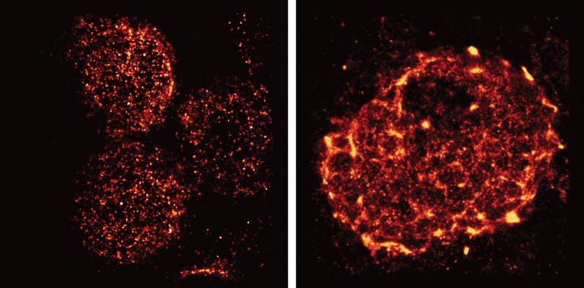 Super-resolution microscopy reveals unprecedented detail of immune ...