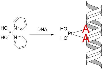 How do metals interact with DNA?