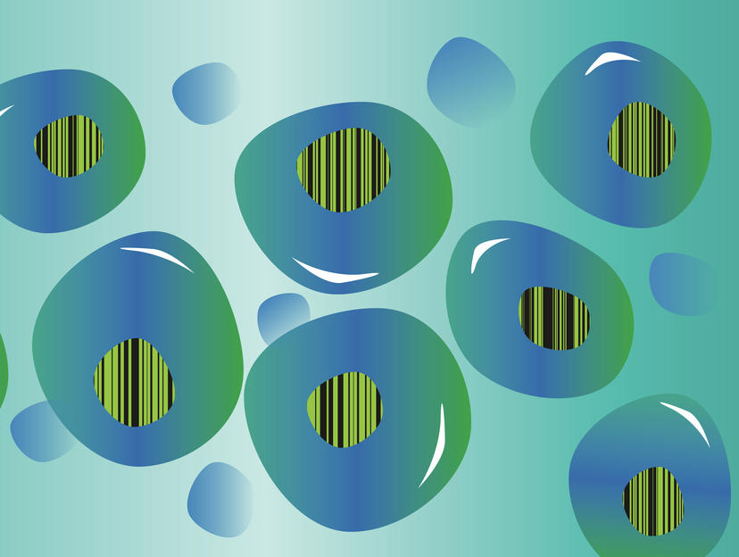 Using barcodes to trace cell development