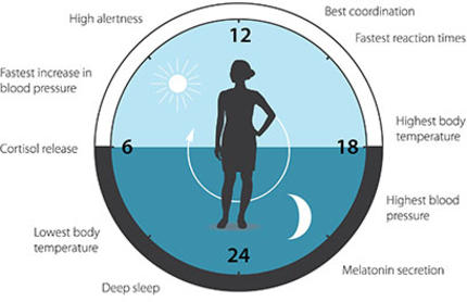 Revealing the molecular mechanisms of the circadian clock
