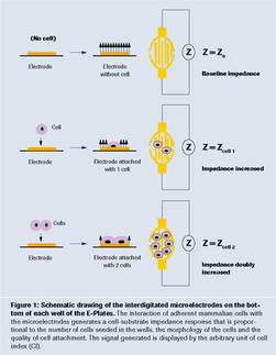 Xcelligence Assay